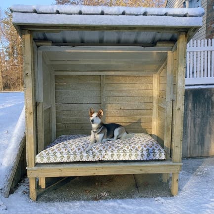 custom dog beds